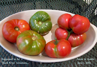 The Transplantable Rose: Tomato Garden Follies