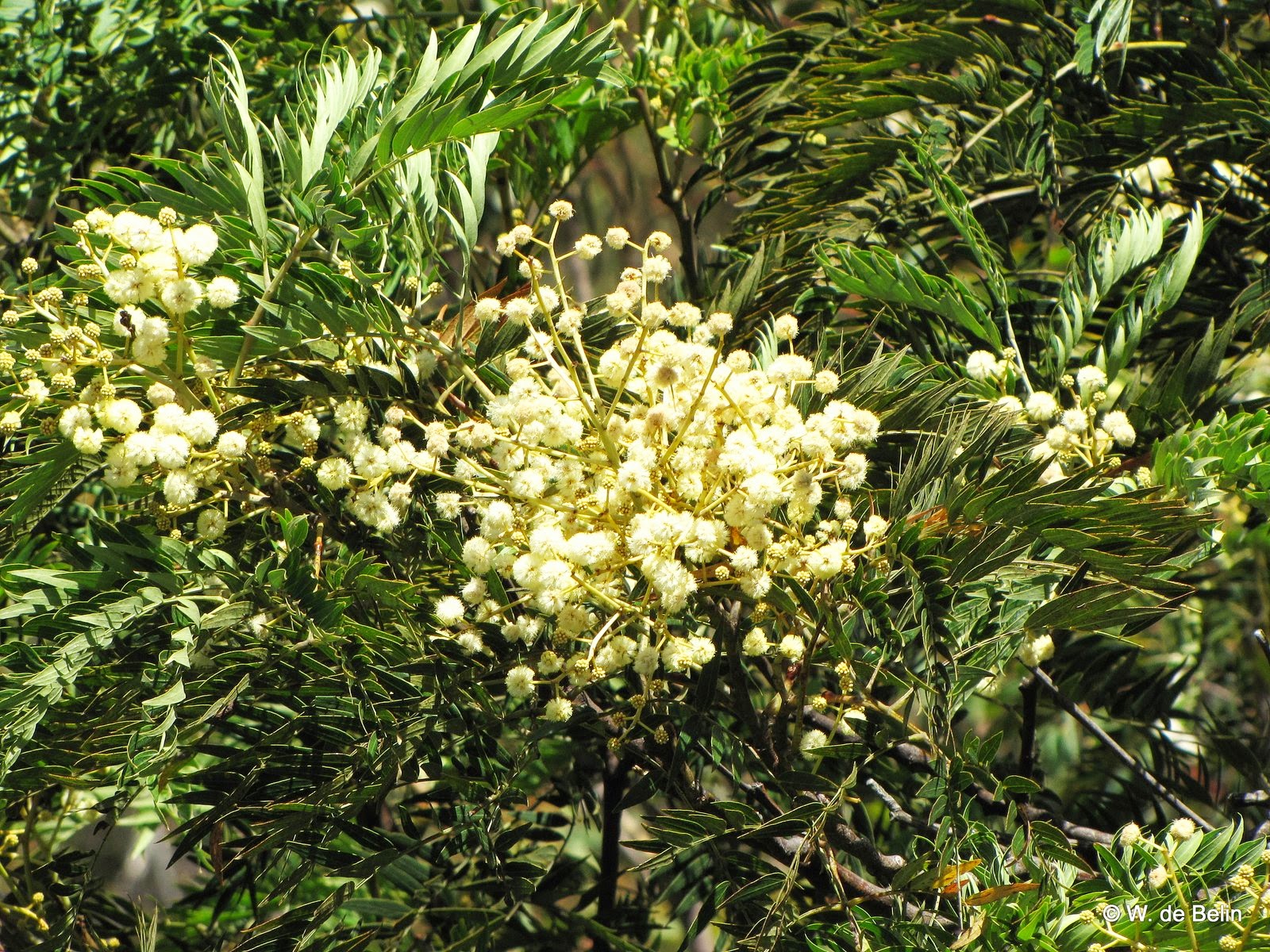 Sydney's Wildflowers and Native Plants: Acacia elata - Cedar Wattle ...