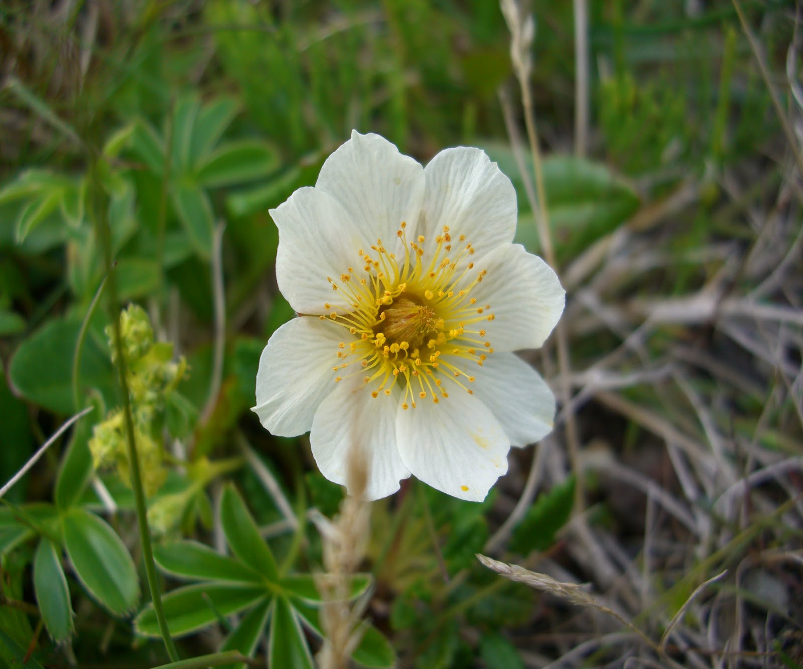 Lights and Lamps for Home and Garden