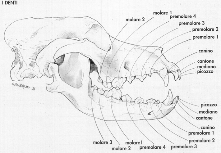 Le sguinzagliate: La dentatura del cane