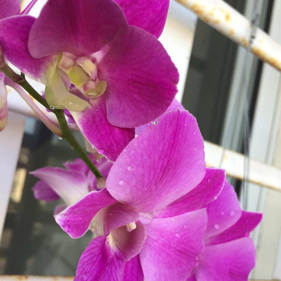 Minat dengan bunga Orkid - INILAH REALITI BUKAN FANTASI