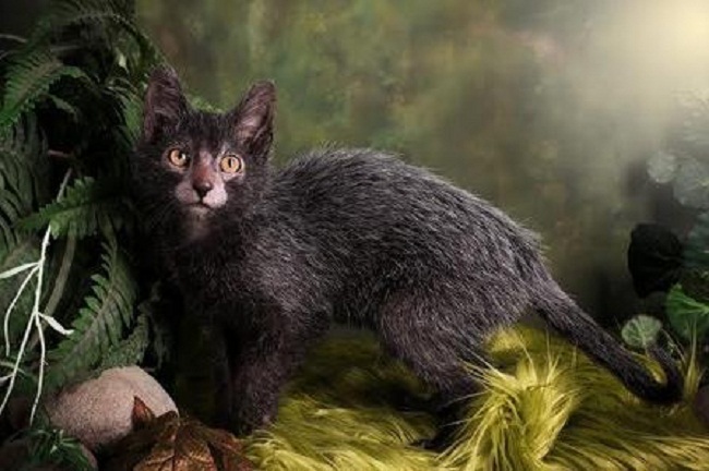 Something wicKED this way comes....: Werewolf cats...just in time for ...