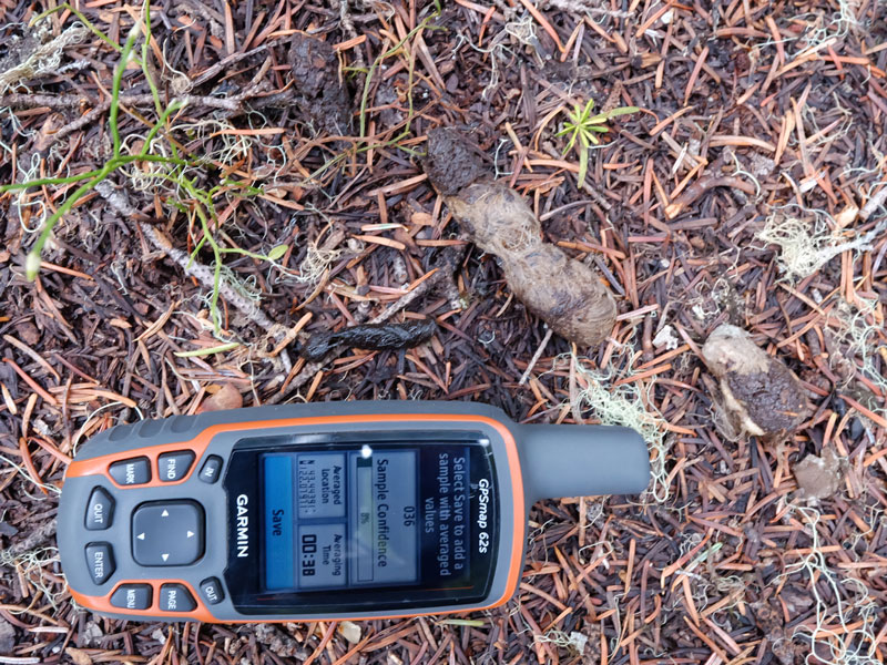Cascades Carnivore Project: What does marten scat look like?