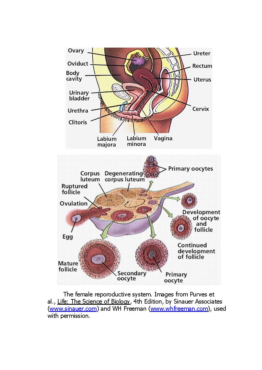 เรียนชีววิทยา: The Reproductive System & Growth and Development
