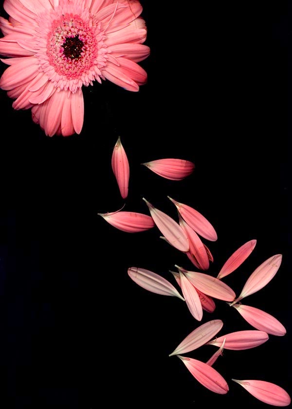 Lindsay Maguire Photography: Scanography