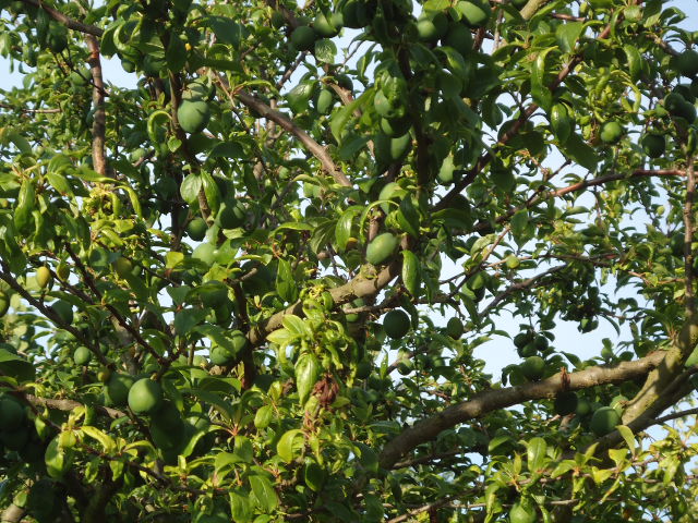 Pratos da Bela: Árvores de fruto entre outros II...