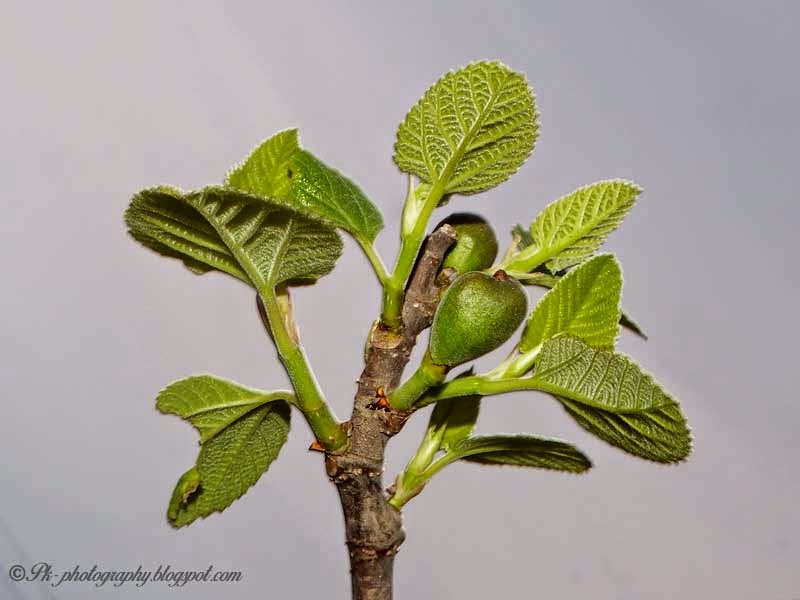 Fig Tree New Shoot | Nature, Cultural, and Travel Photography Blog