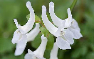 MORFOLOGI TUMBUHAN: SIMETRI BUNGA