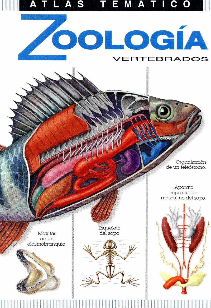 Atlas Temático de Zoología Vertebrados | Free Libros