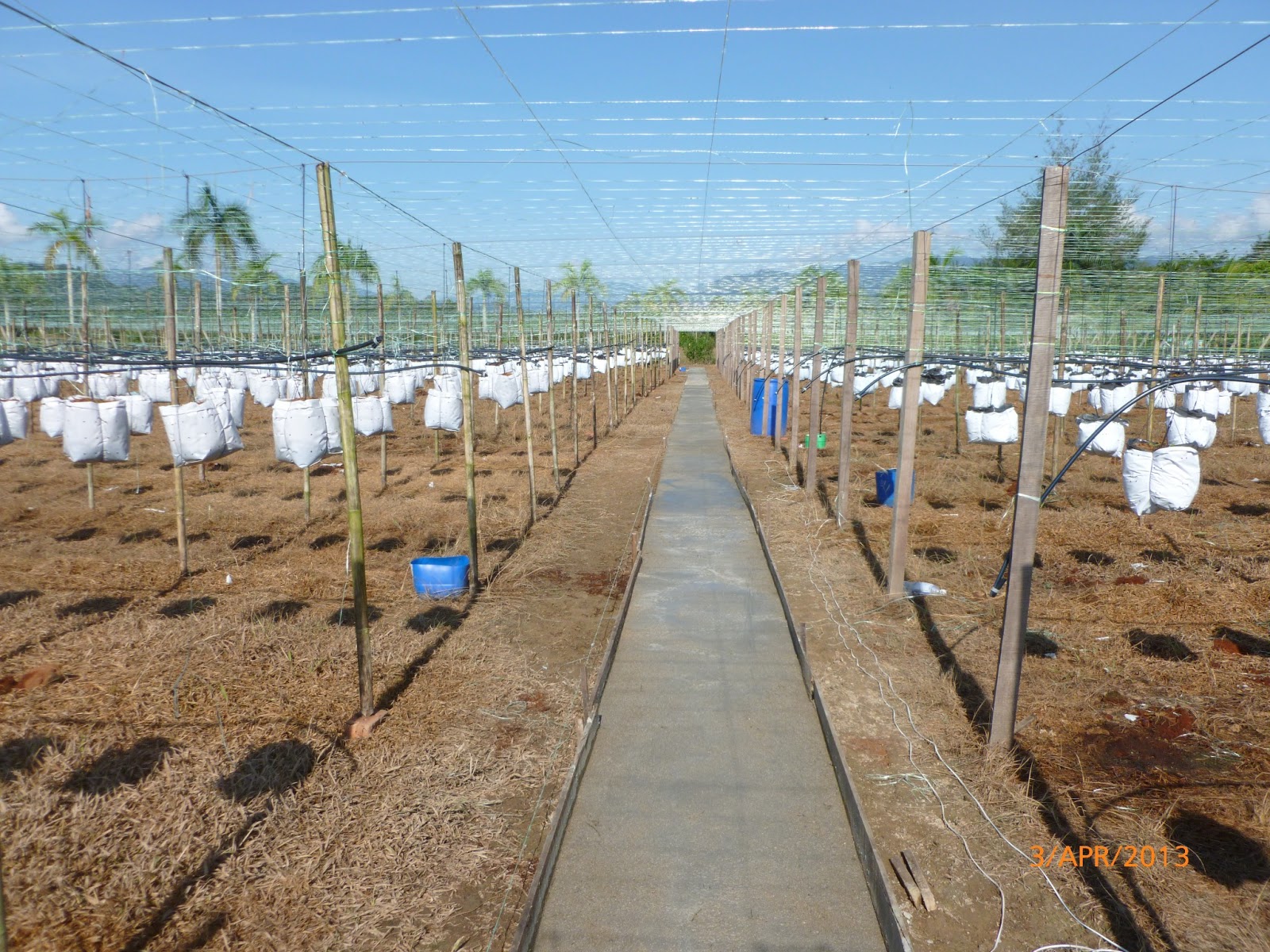 OBO: Projek Tanaman Timun Fertigasi Terbuka Di SMK Kuala Jengal, Dungun ...