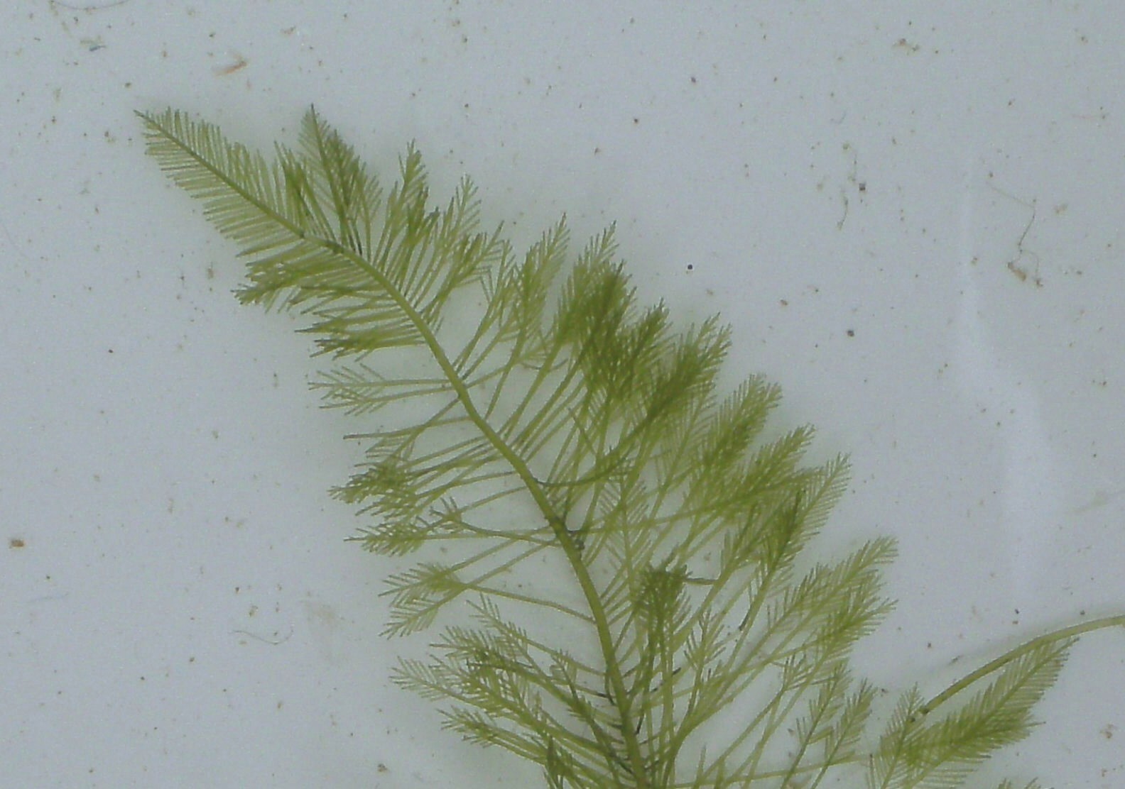 Harbor Watch: Floating Dock Bryopsid Green Algae