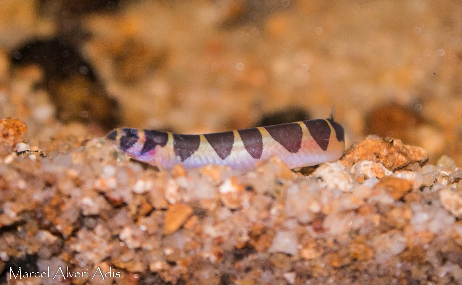 Pangio semicincta (Kuhli Loach) FRASER-BRUNNER, (1940) | Freshwater ...