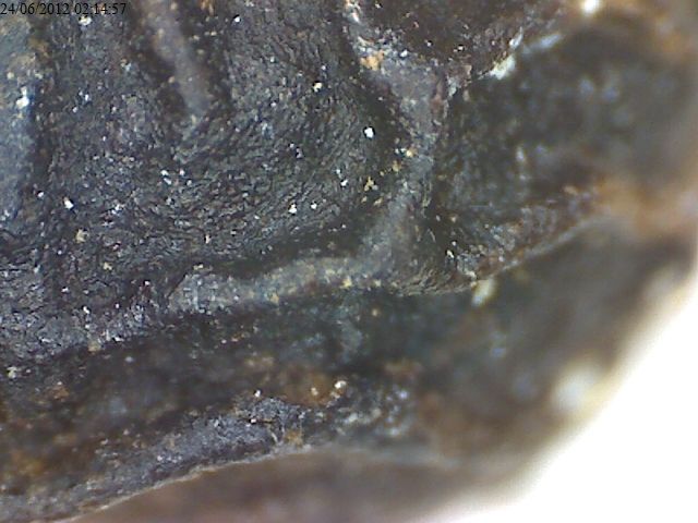 Nottingham Science Blog: Food under the microscope