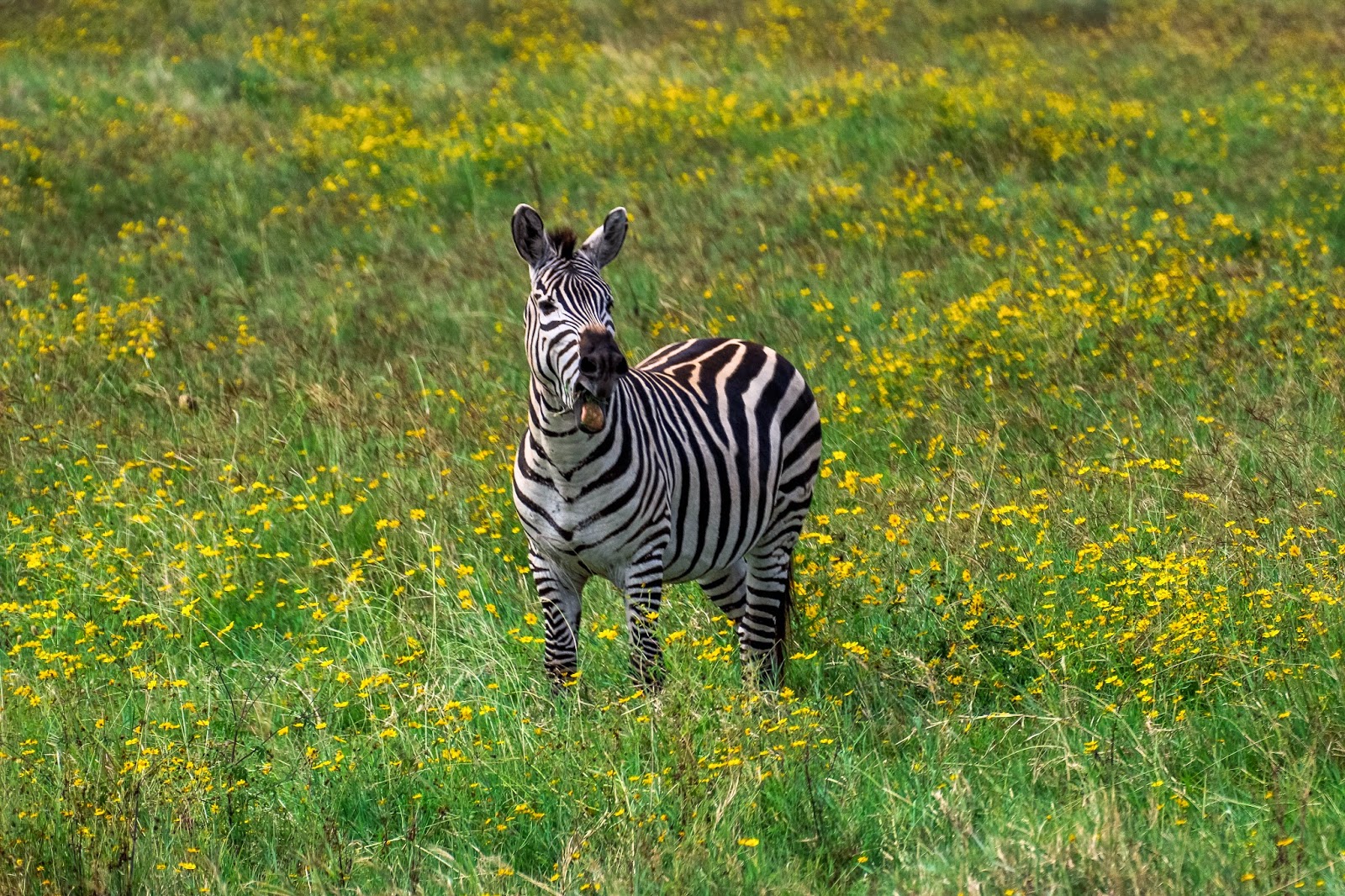 Cannundrums: Grant's Zebra