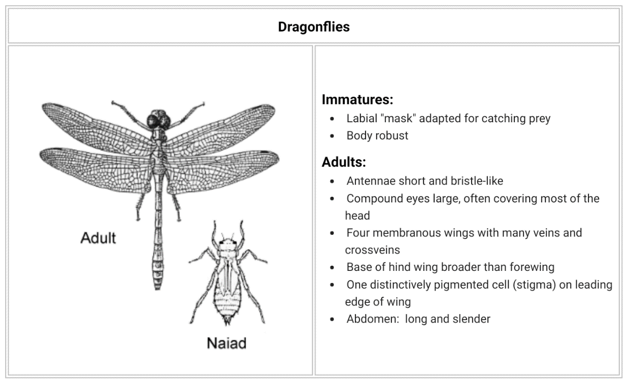 Toowoomba Field Naturalist: Speaker Report for July, 2018 - Yarning ...