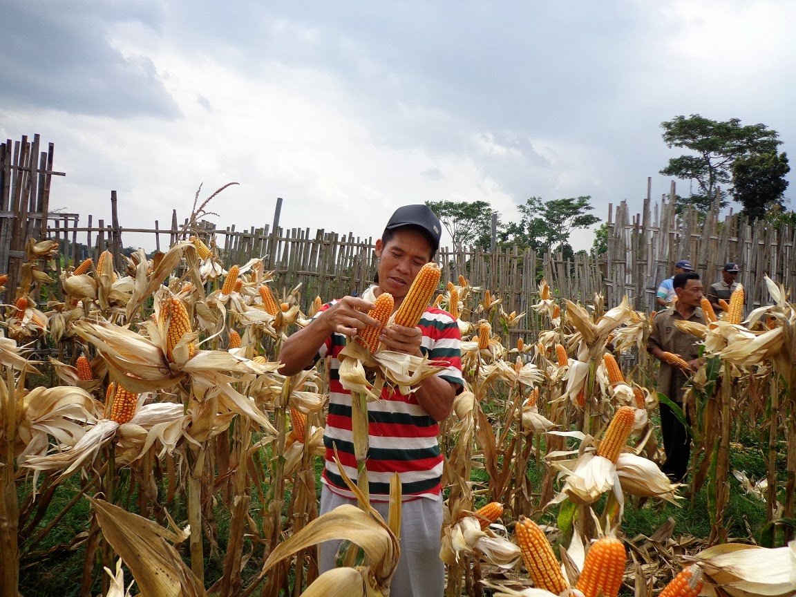 Benih Jagung - Benih Jagung Hibrida Premium 919 | Jual Bibit Jagung ...