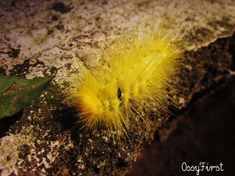 Cimeng Si Ulat Bulu #Foto - Peracau Kacau