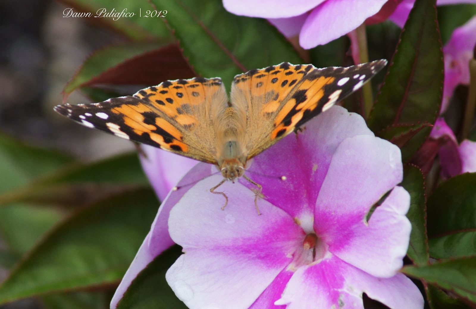 Things with Wings: Painted Lady Butterfly Massachusetts Irruption 2012
