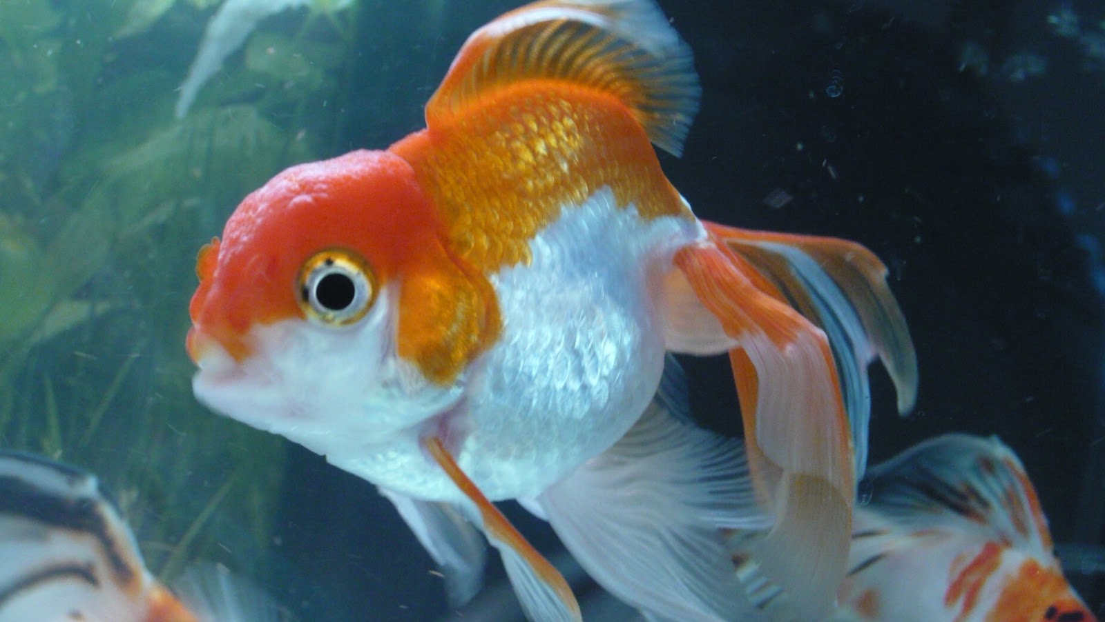 Cool Pictures: Top HD lucky and crazy fish pictures gallery