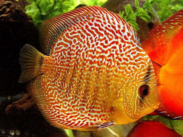 Redefining the Face Of Beauty : WORLD'S MOST EXOTIC BEAUTIFUL FISH!