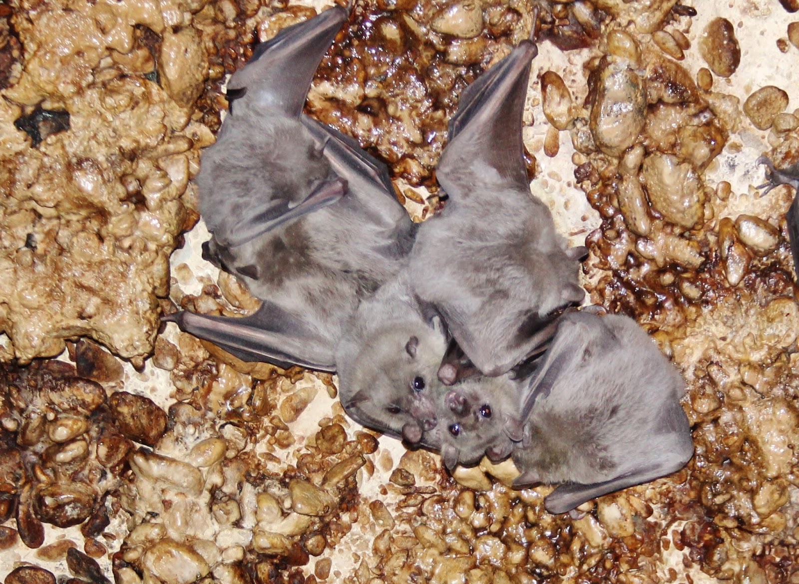 Mammals of Cyprus - Τα θηλαστικά της Κύπρου by George Konstantinou ...