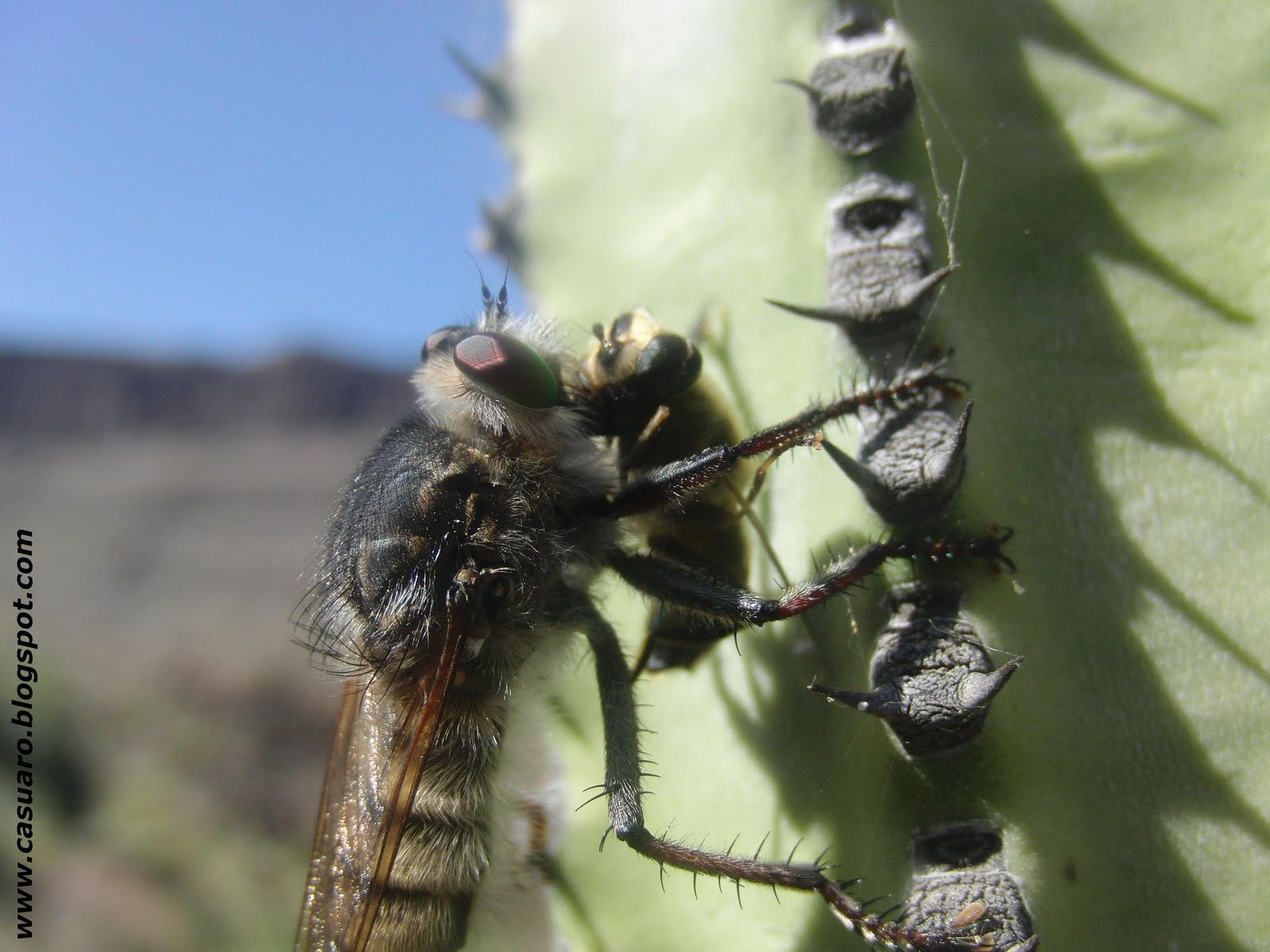 EL BLOG DE CARLOS SUAREZ....: Promachus latitarsatus (DIPTERA - Familia Asi