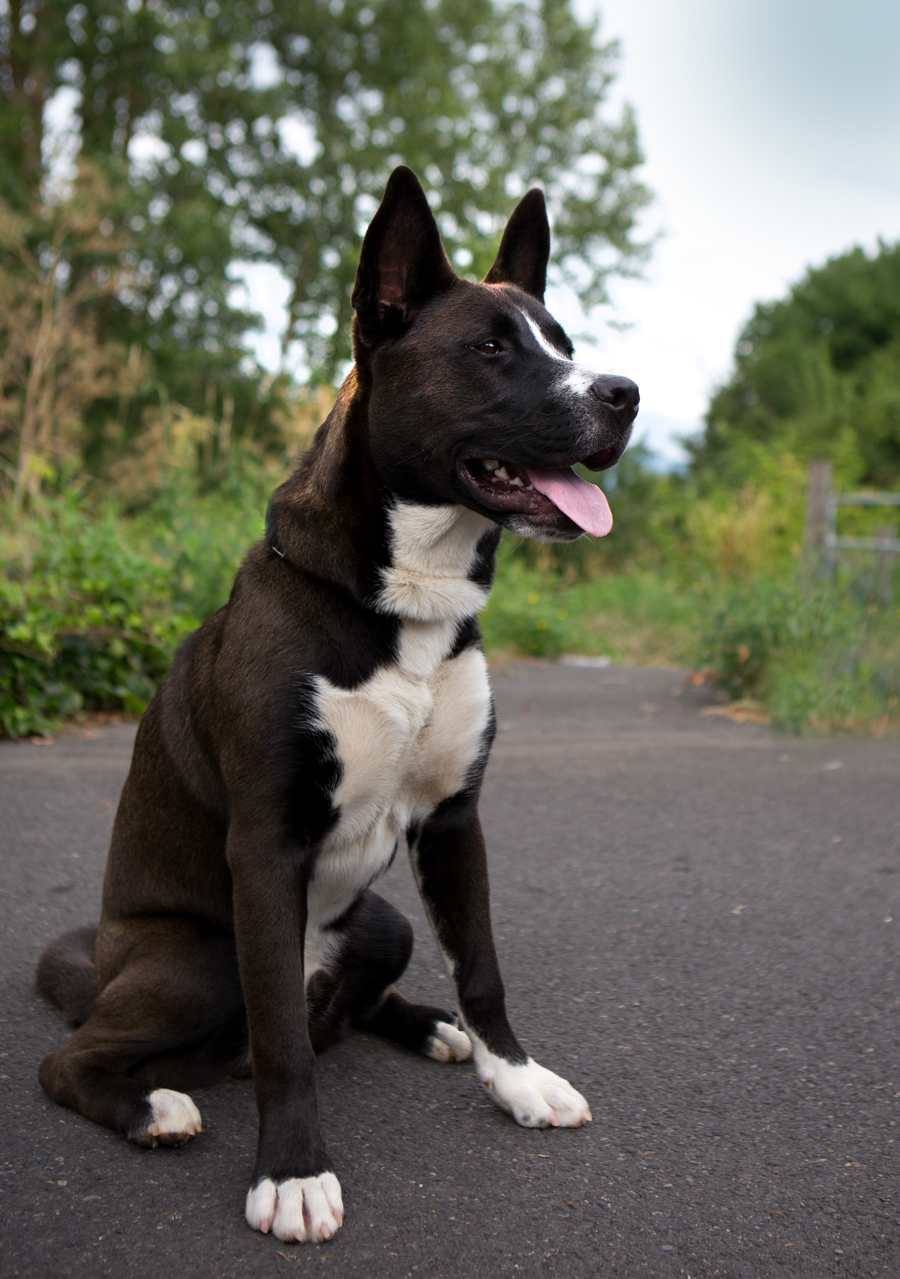 Shelter Dogs of Portland: "PRINCE CHARMING" regal Akita mix