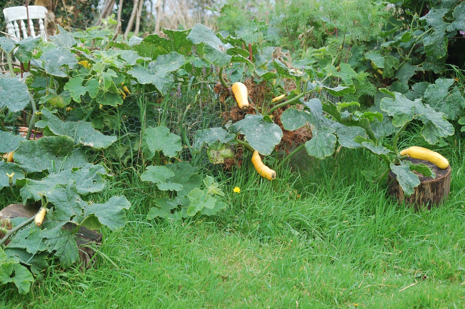 Daisy in the Garden: Gete-okosomin Harvest