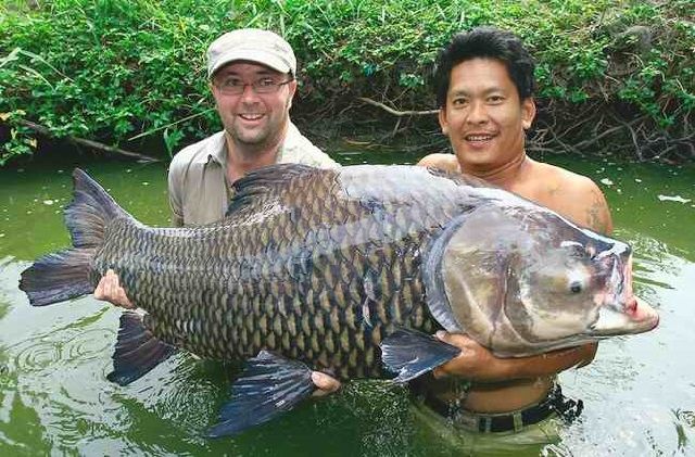 Gambar Ikan Mas Besar Lengkap Dan Unik - Rahasia Trik Mancing