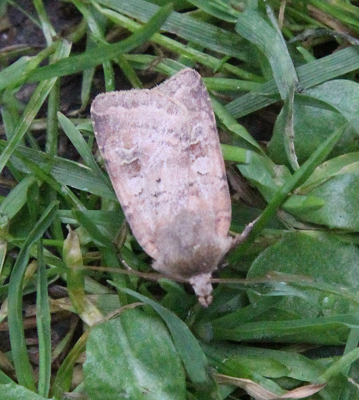 Birding with Flowers: Last Night's Moths