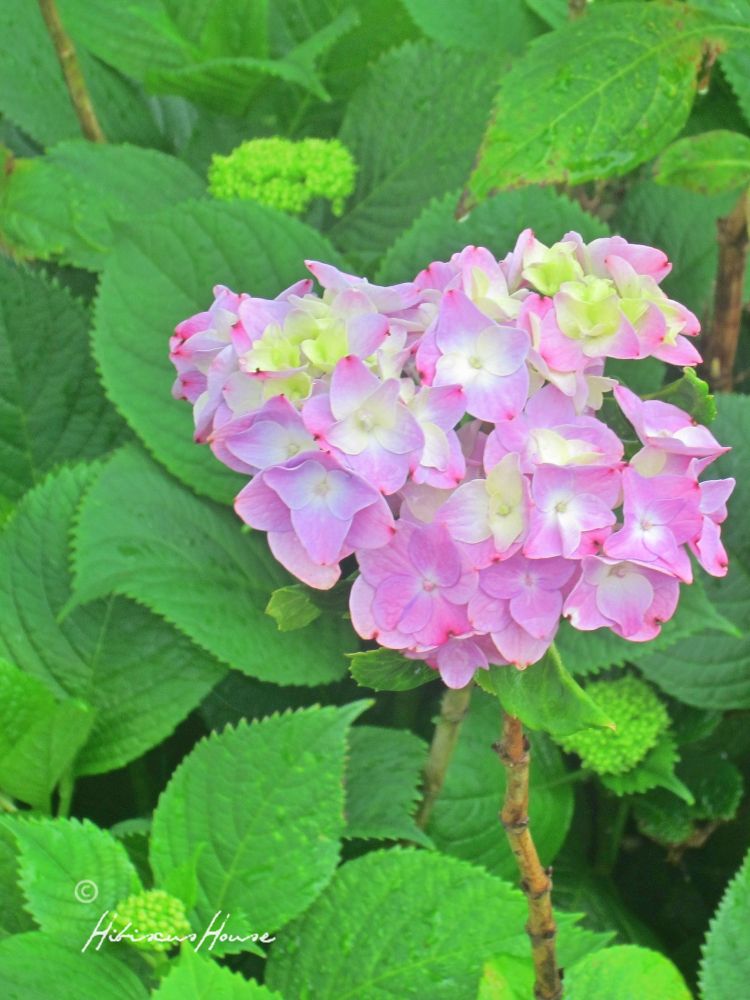 Hibiscus House: Morning Walk Hydrangeas In Full Bloom