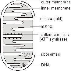 Mitochondria and Cellular Respiration | Science Decoder