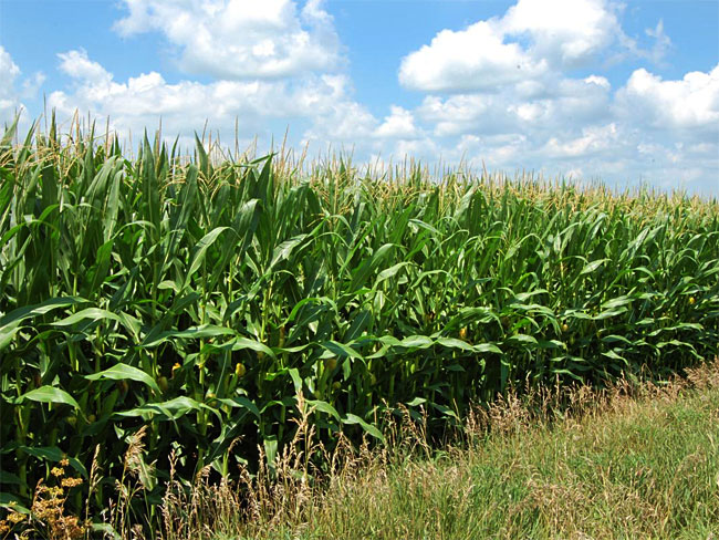 The Truth About Iowa | Experience ‘Iowa Nice’