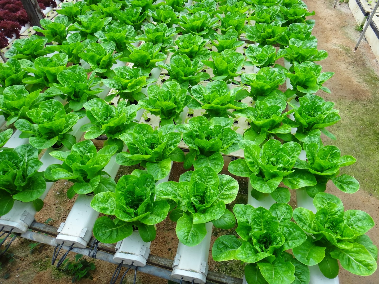 JENIS-JENIS TANAMAN HIASAN | ilmu pertanian