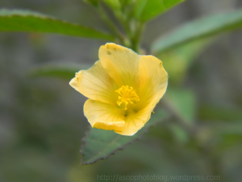 Coretan Pena: Sandaran Bunga Kecil