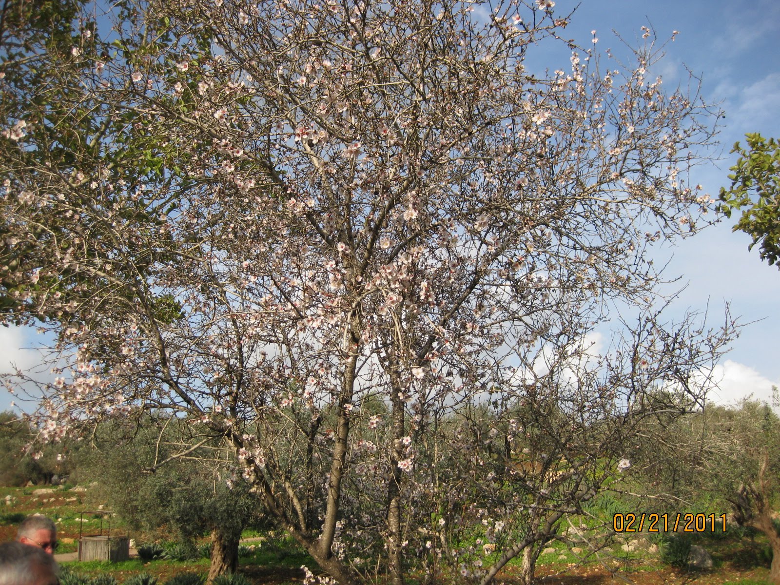 The Blog of Lundy: Tour of Israel, Feb. 21st