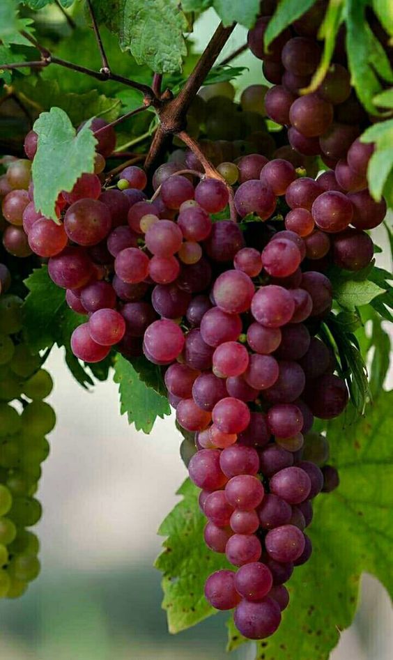 Sueños compartidos : Frutos de nuestra naturaleza