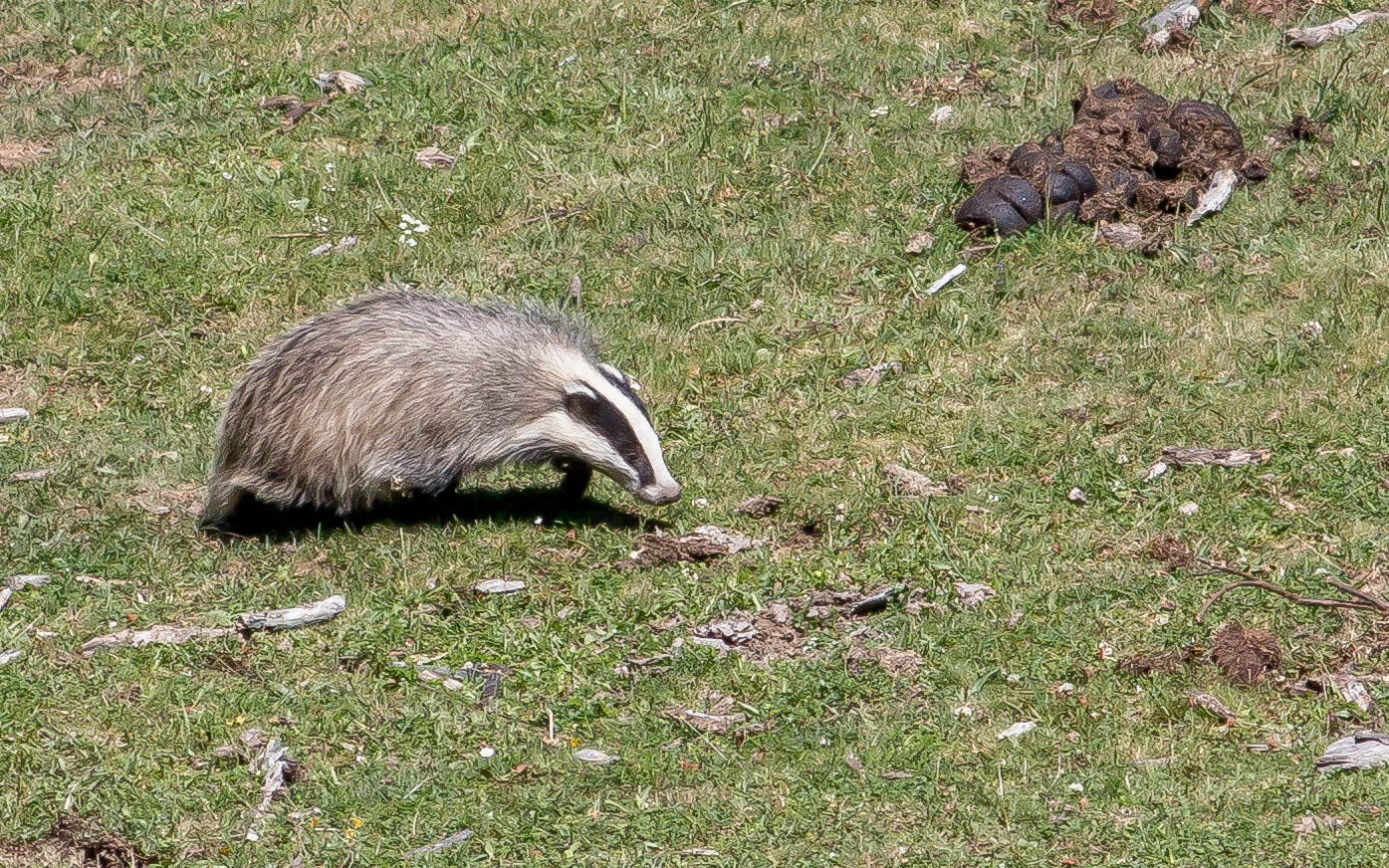 Digiscoping/fotografía por Asturias, y más.: Meles meles