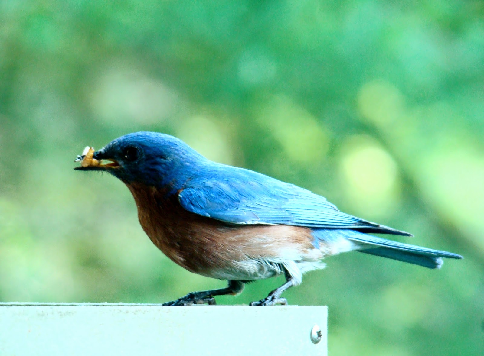 in the hills of North Carolina: Eastern Bluebird