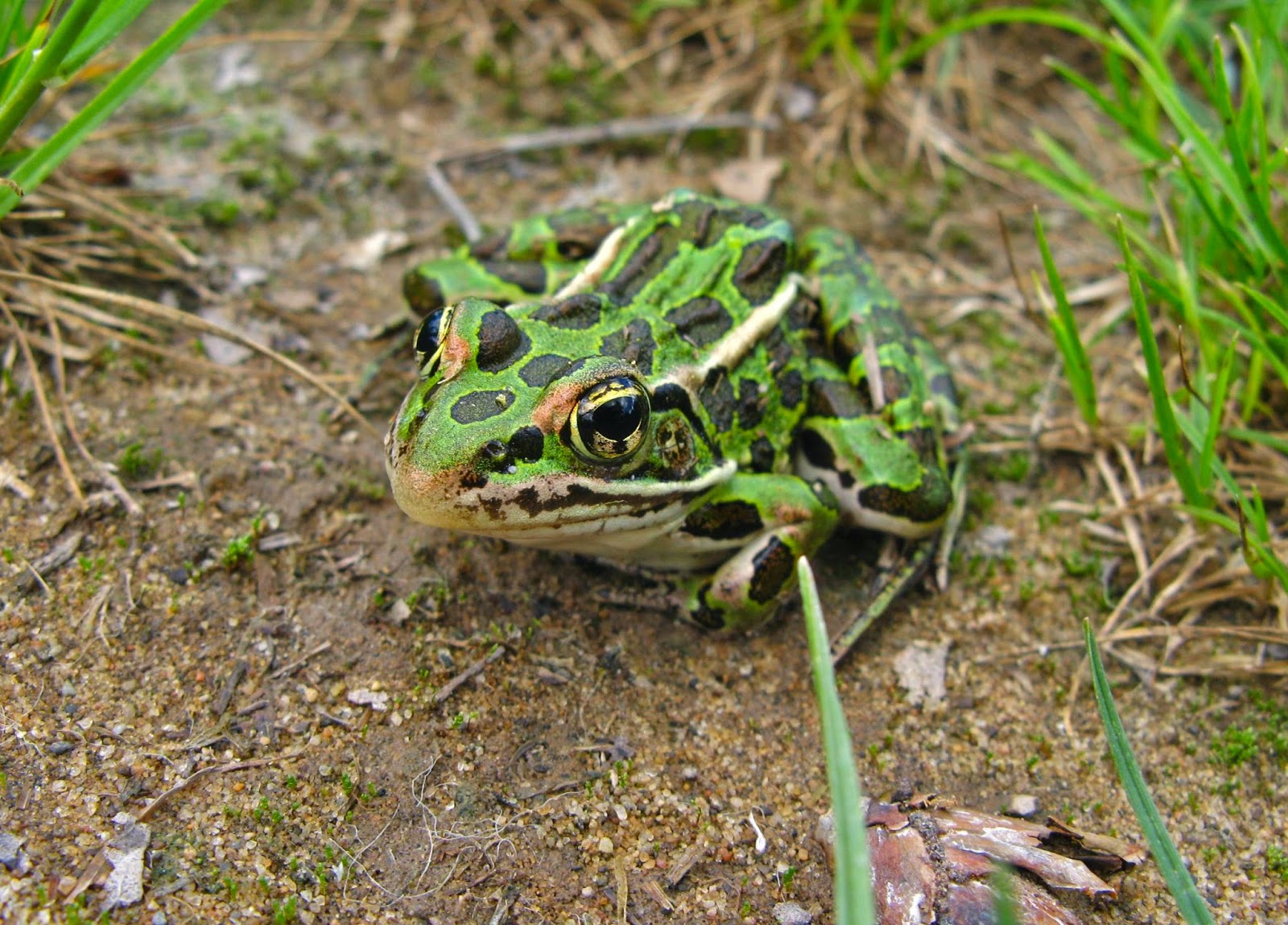 Saratoga woods and waterways: A Celebration of Frogs