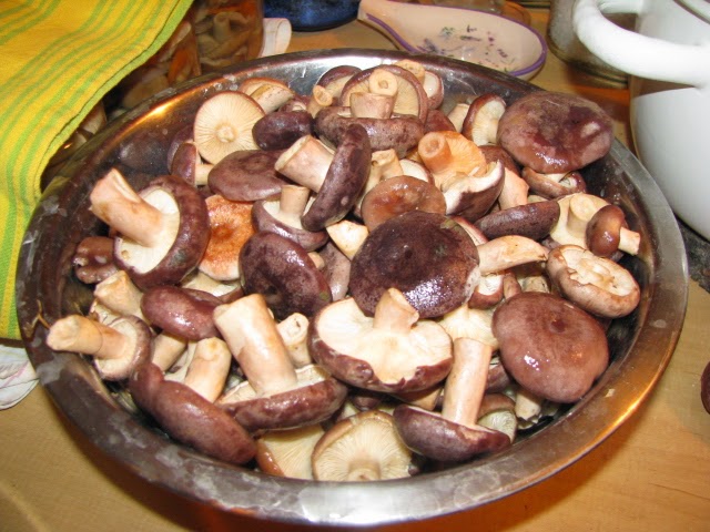 Kaubi maablogi: Kaseriisikate uputus ja tore riisikas