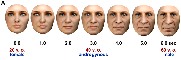 The Cellular Scale: The ageless face of an Aes Sedai: Science Edition