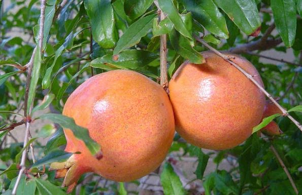 Beautiful Bangladesh: Seasonal Fruits In Bangladesh