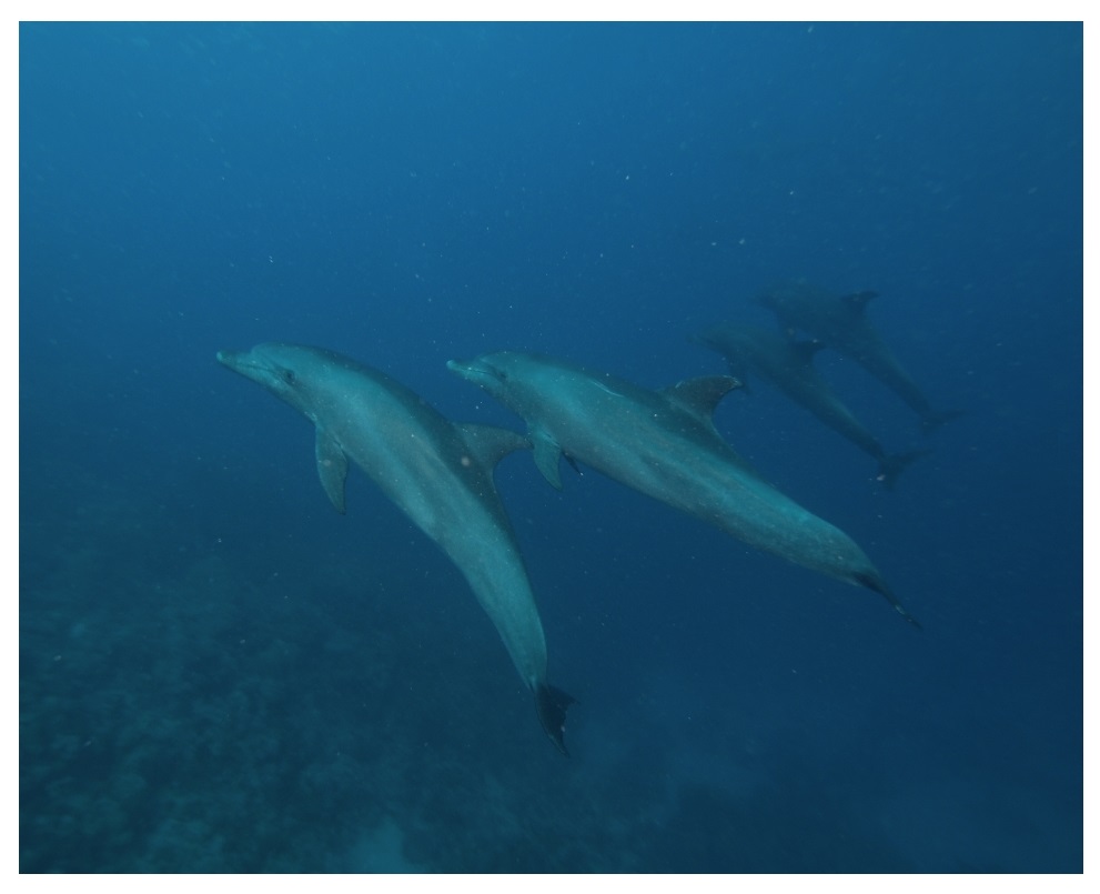 Kızıldeniz Balıkları: Kuzey Kızıldeniz Balık Türleri