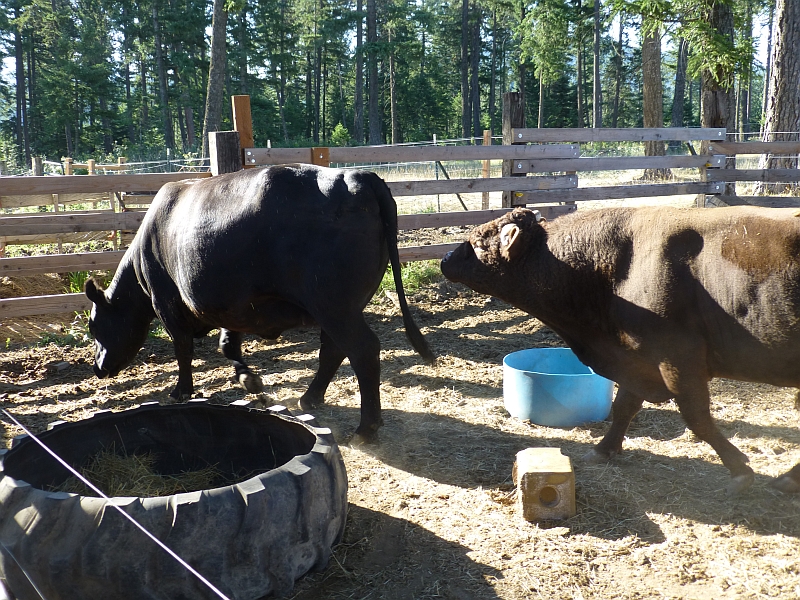 Rural Revolution: Cow matters