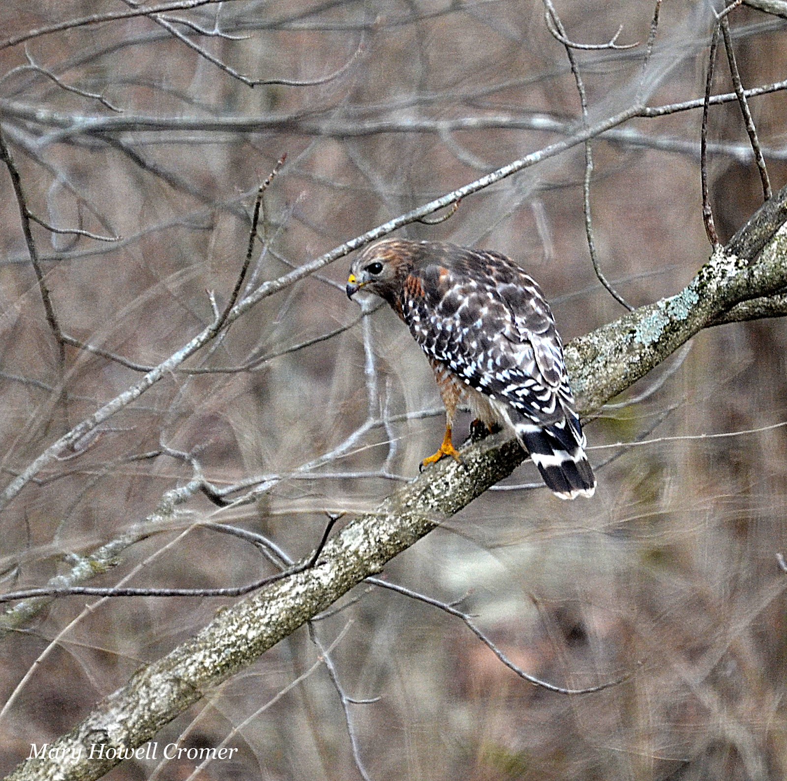 Red-shouldered Hawks of Tingsgrove and Beyond: Bald Eagles and Red ...