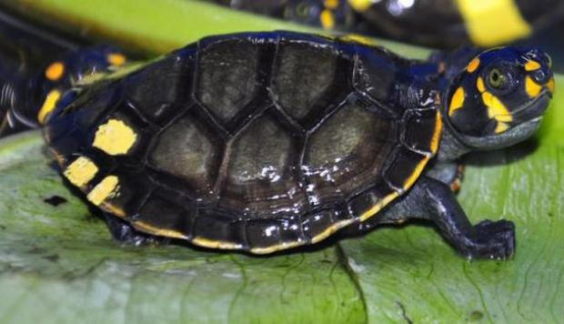 PLAAN : Tortuga Charapa - Podocnemis expansa