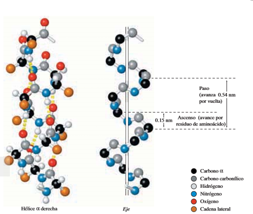 bioquimica: Proteínas: Estructura tridimensional y Funciones.