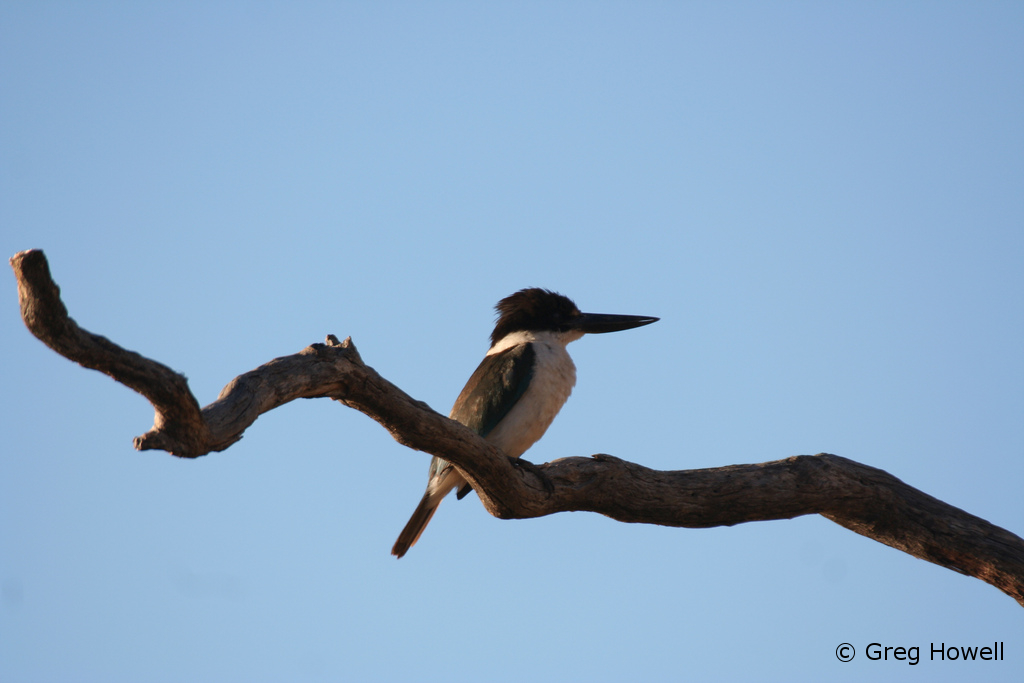 Leeuwin Current Birding: WA Endemic Subspecies - An Annotated List ...