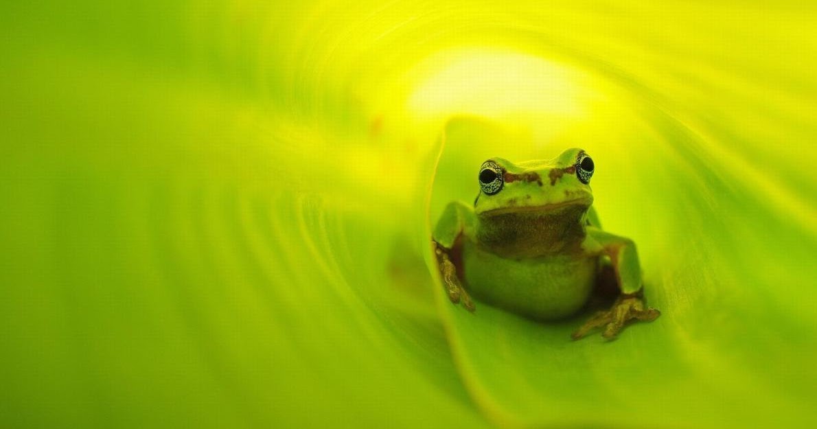 NUNCAJAMAS COCKER: LAS MEJORES FOTOS DE ANIMALES DEL 2017 EN NAT GEO 1ª ...